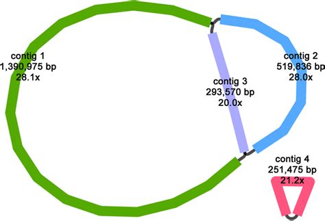 The Assembly Graph Of The Mitogenome Of Thuja Sutchuenensis Download Scientific Diagram