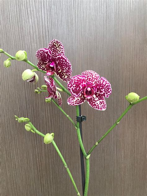 Орхидеи Харьков 1 Красотка камбрия для любителей экзотики Плотный цветок Ароматная Высота