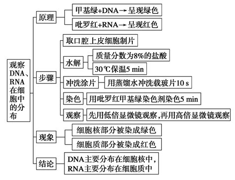 高中生物易学通 重难点一本过高三生物基础实验 人教版 上 实验2 观察DNARNA在细胞中的分布 word文档在线阅读与下载 免费文档