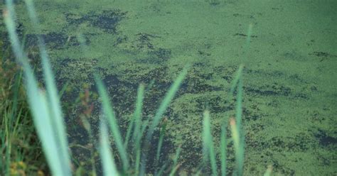 Heres How To Kill Your Pool Algae And Why You Should