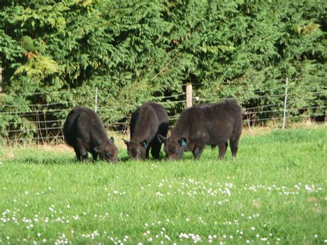 Breeding Commercial Lowline Beef Cattle Alca