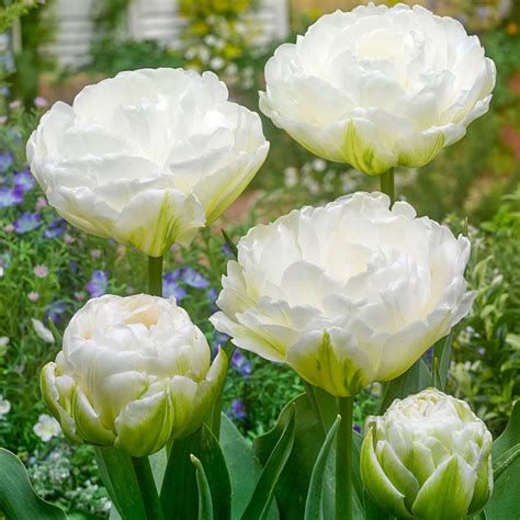 Buy Mount Tacoma Tulip Online Double Tulip Bulbs Brecks Brecks