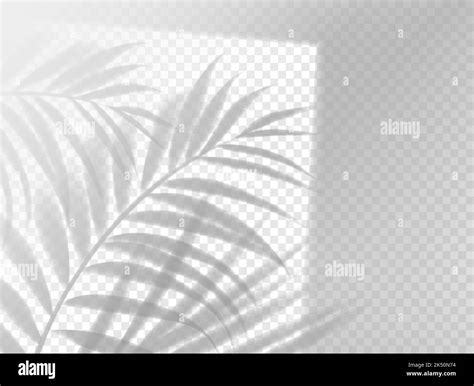 Palm Leaves Shadow Background Overlay Vector Tropical Plant In Window