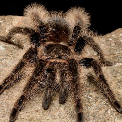 Cb Cameroon Red Baboon Tarantula Peregine
