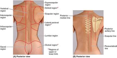 Ch 2 Back Coa Flashcards Quizlet