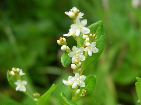 オヤマソバ Polygonum nakaii