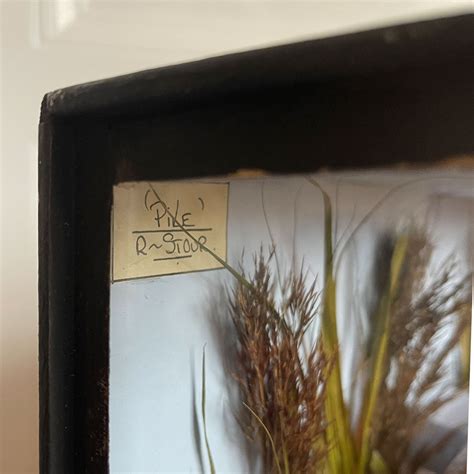 A Pike Display Case Uk Uk