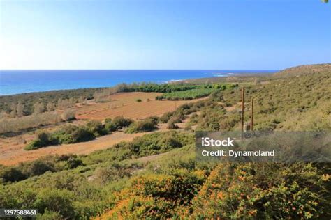 키프로스 파포스 근처 라라 해변에서 크리스탈 워터를 감상하세요 키프로스 공화국에 대한 스톡 사진 및 기타 이미지 키프로스 공화국 해변 0명 Istock