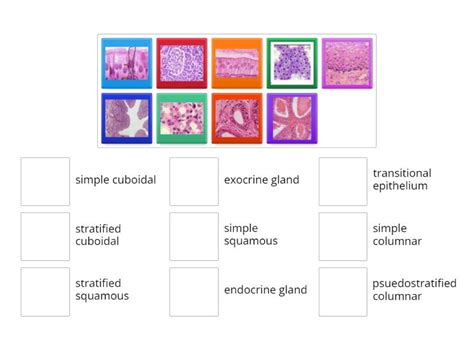 Epithelial Tissues Matching Pictures Match Up