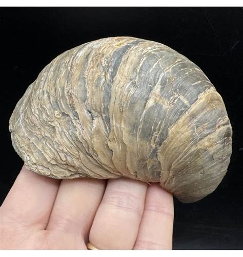 Fossils For Sale Fossils Rare Large Oxfordian Middle