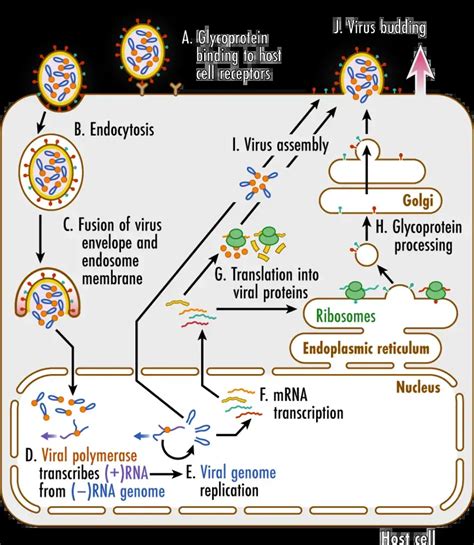 Influenza A Virus Structure Genome Replication Treatment