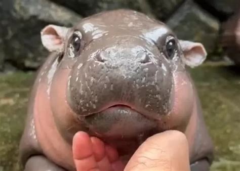 Moo Deng Bayi Kuda Nil Viral Berikut 10 Fakta Unik Tentang Kuda Nil