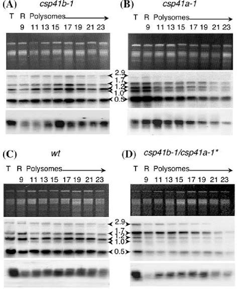 Csp41b 1csp41a 1 Plants Have Reduced Chloroplast Polysome Assembly