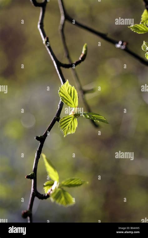 Silver Birch Tree Betula Pendula Leaves Emerging In Spring Cheshire