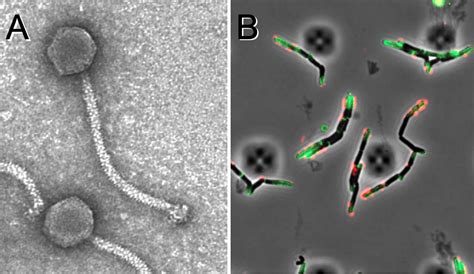 Exploring The Possibilities Of Bacteriophages For Tuberculosis