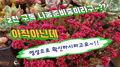 2천 구독자 나눔 이벤트 할꺼예요~예쁘게 분갈이해서 달성하면 선물드릴꺼예요~왜~ 찐찐님들의 덕분이니까요~~ 많이많이 함께 응원해주세요다육이이벤트나눔240607