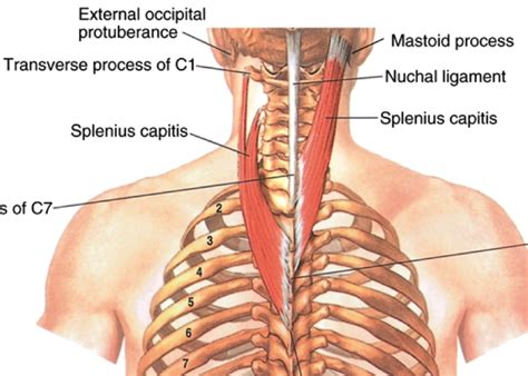 Splenius Capitis Origin And Insertion