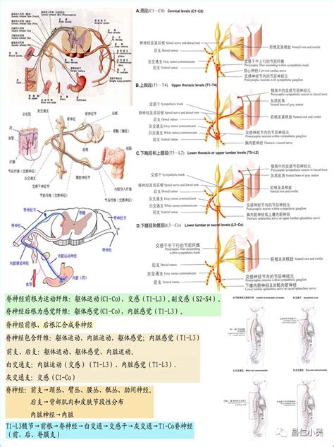 神经解剖学习笔记：脊髓和及神经解剖 体节