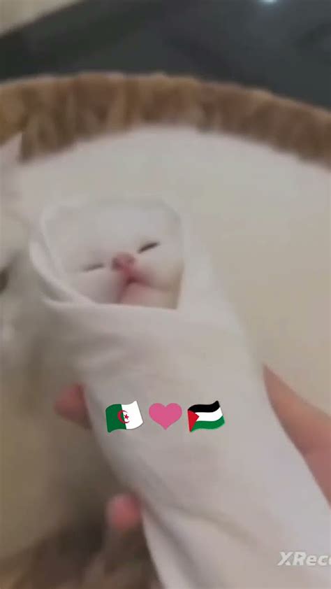 إن الله يدافع عن الذين آمنوا إن الله لا يحب كل خوان كفور القرآن Cat