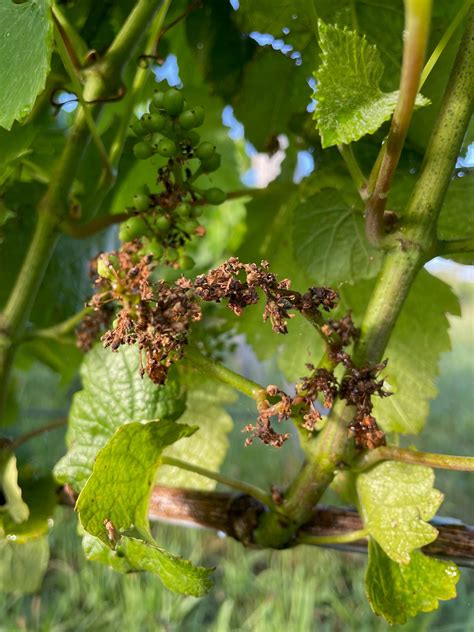Bacterial Inflorescence Rot One Possible Cause Of Inflorescence Rot