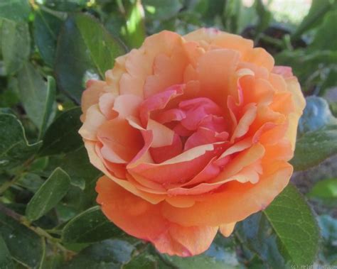 Anna S Promise Rose Photo Rose Photos Rose Coming Up Roses