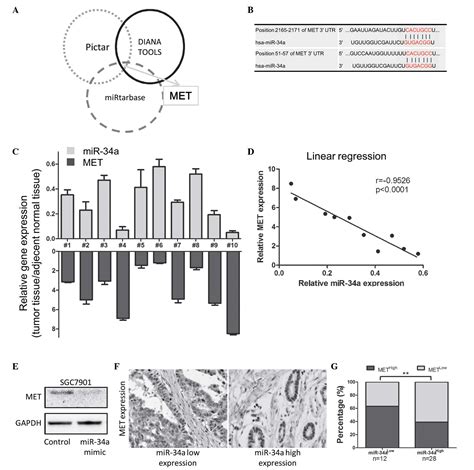 Microrna‑34a Attenuates The Proliferation Invasion And Metastasis Of