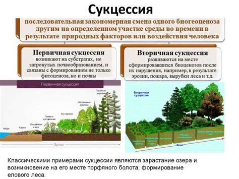 Мастер класс по ботанике презентация онлайн