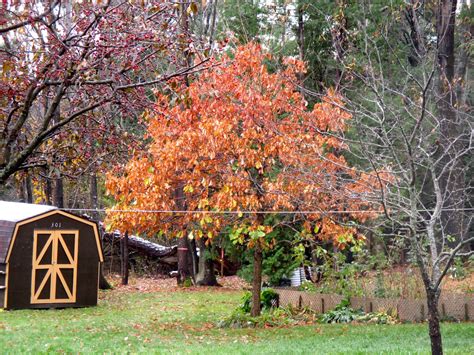 Arts Bayfield Almanac Swamp White Oak A Fall Holdout