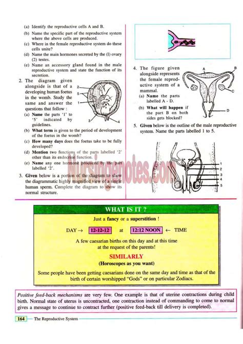 Reproductive System Nursing Notes Pdf