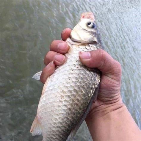7月钓鱼必须钓深水未必岸边就有4个位置有大鱼藏匿下钩就有口 鲤鱼 小气泡 地方