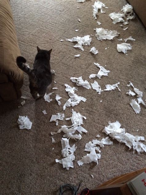 My Cat Is An Asshole It Was A Brand New Roll And It Was All Through