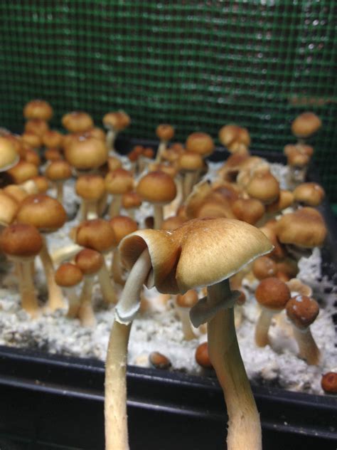 Vancouver Seed Bank Golden Teacher Mushroom Spores