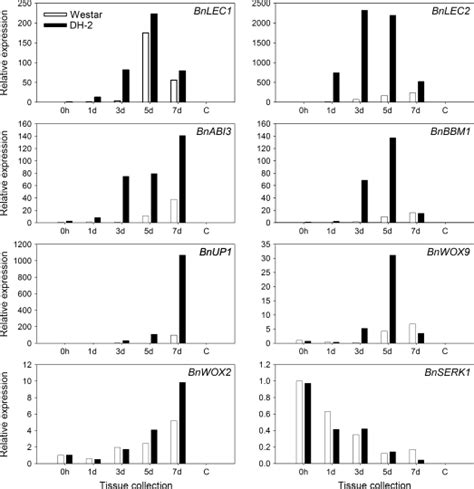 Isolation Of An Embryogenic Line From Non Embryogenic Brassica Napus Cv