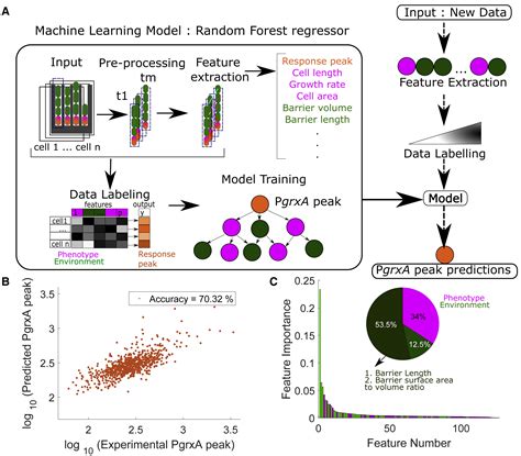Phenotypic Heterogeneity In The Bacterial Oxidative Stress Response Is Driven By Cell Cell