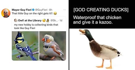 Funny Bird Meme