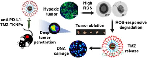 缺氧介导的 Ros 扩增通过 Pd L1ros 响应、双靶向、载药硫缩酮纳米颗粒触发线粒体介导的细胞凋亡acs Applied