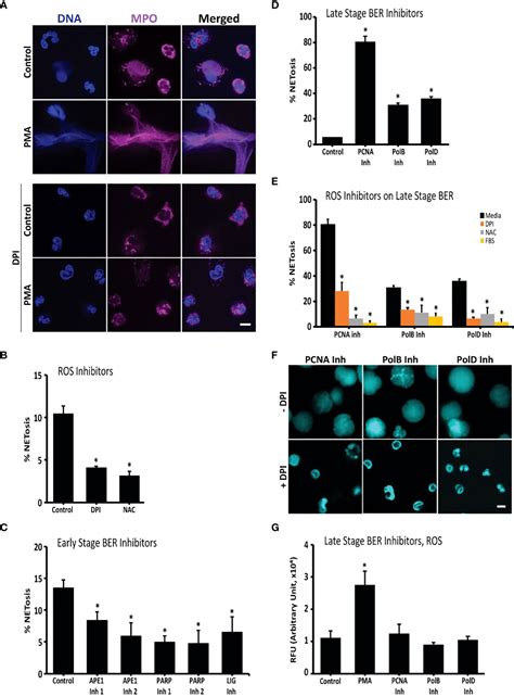 Frontiers ROS And DNA Repair In Spontaneous Versus Agonist Induced