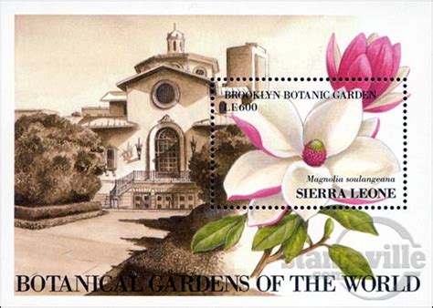 Магнолия Суланже Magnolia soulangeana