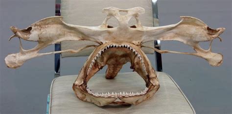 Hammerhead Shark Tooth