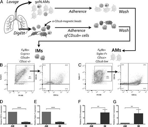 Distinctive Effects Of Gm Csf And M Csf On Proliferation And
