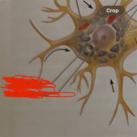 Neuron Test Flashcards Quizlet