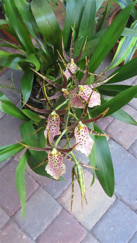 Brassia Orchids Blooming May 2012 Orchids Orchid Care Beautiful