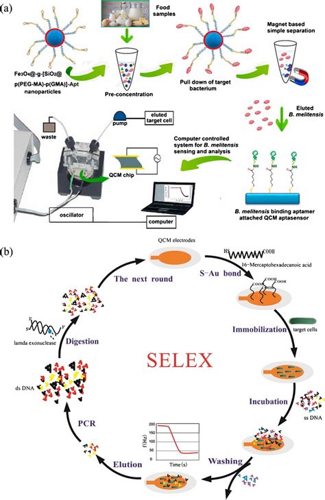 A Aptamer Magnetic Bead Pre Concentration And Detection Of Brucella Download Scientific