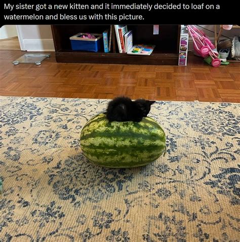 Kitten Album On Imgur