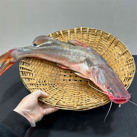 নদীর আইড় মাছ এক কেজি সাইজ River Fish