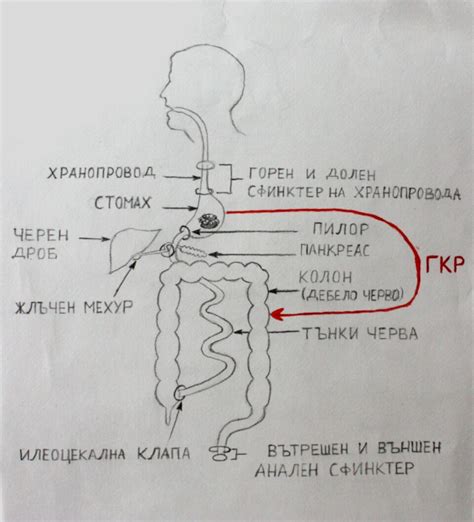 Гастроколичен рефлекс и раздразнено черво