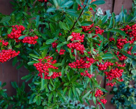 Cotoneaster Care And Growing Guide Expert Advice Gardeningetc