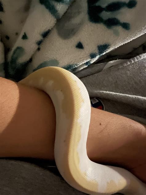 Super Fire Ball Python Rballpython