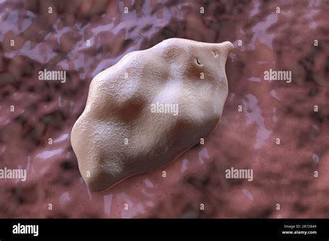 Liver Fluke Images