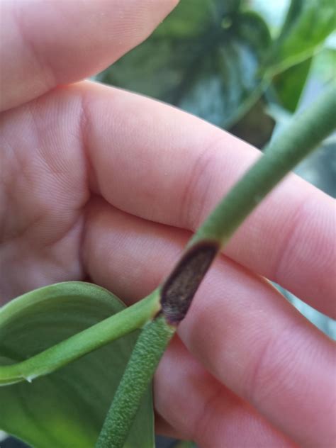 What Is Wrong With My Scindapsus Rscindapsus